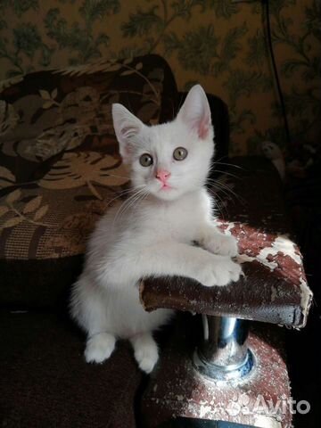 Белый котенок