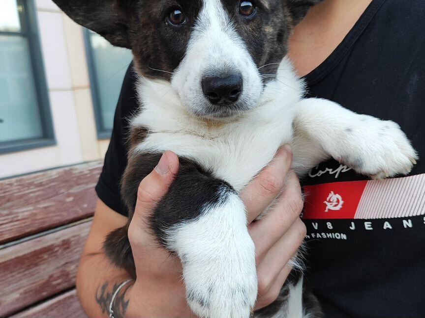 Вельш-корги кардиган