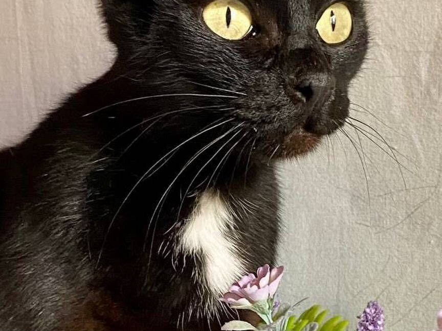 Ручная пантера