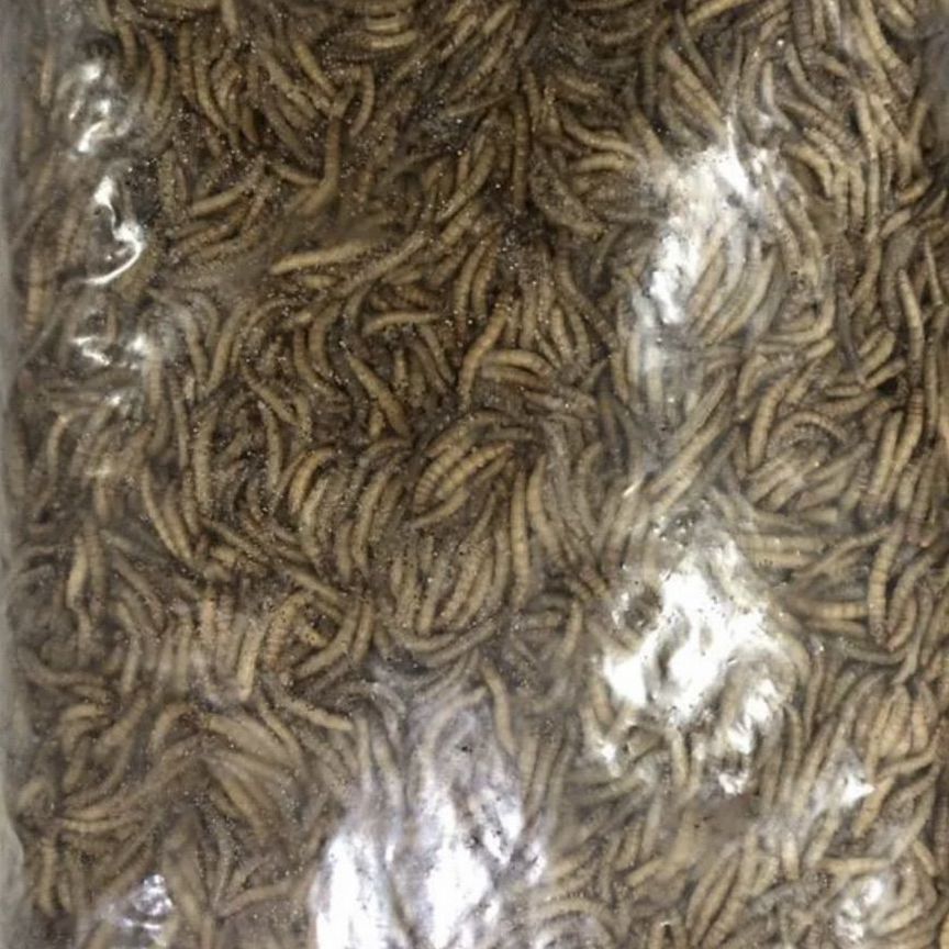 Мучной червь замороженный