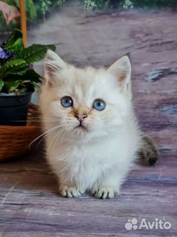 Коротколапые котята