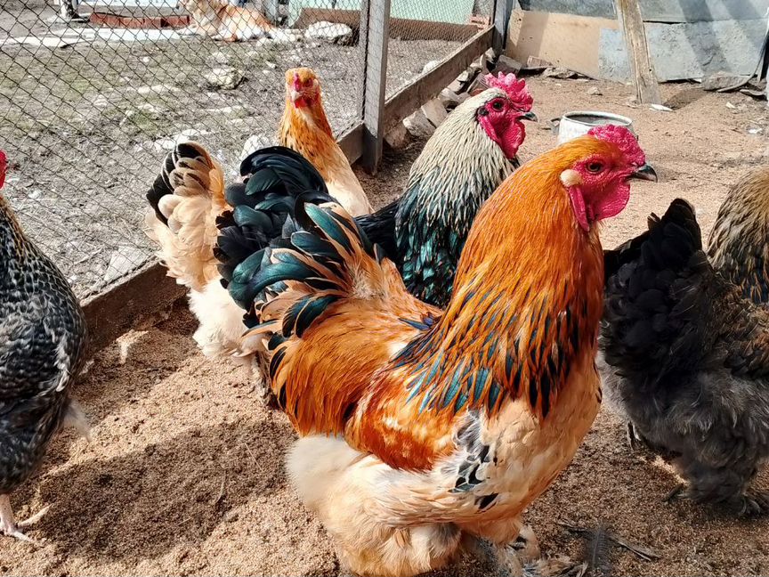 Инкубационное яйцо кур брама