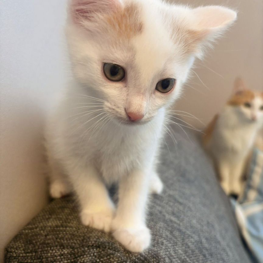 Животные котёнок