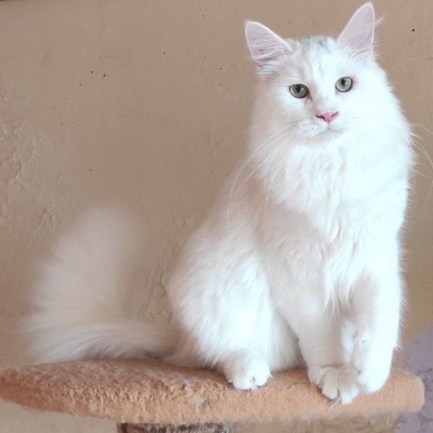 Зеленоглазый сибирский белый котик