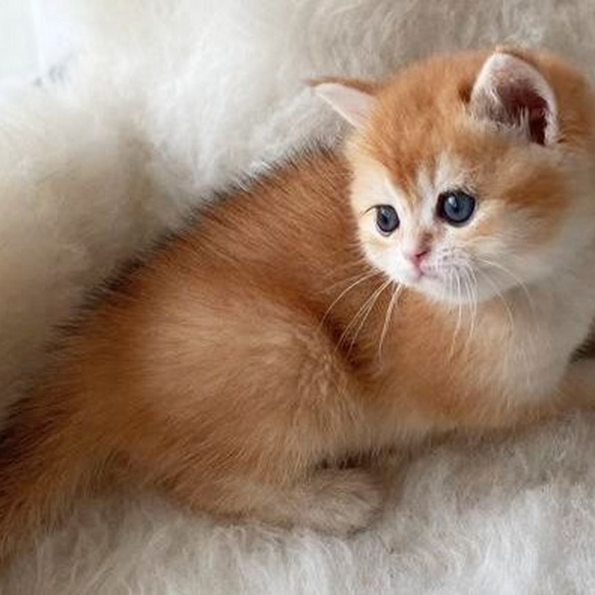 Британские котята золотая шиншилла