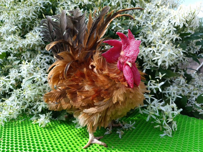 Куры Шабо. Декоративные курочки
