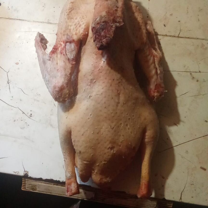 Продам тушки гусей кг