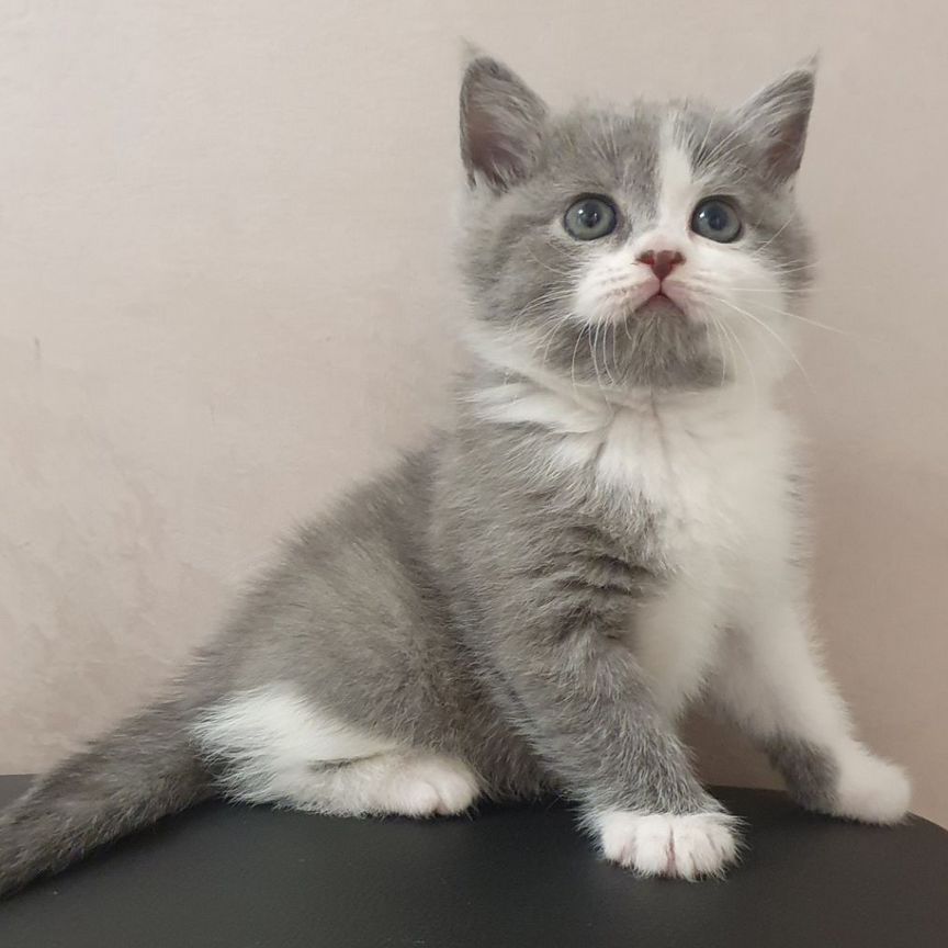 Шотландские вислоухие котята