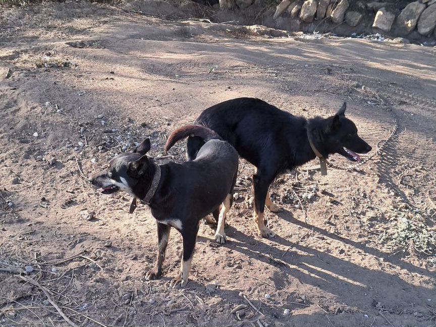 Шинки постушки