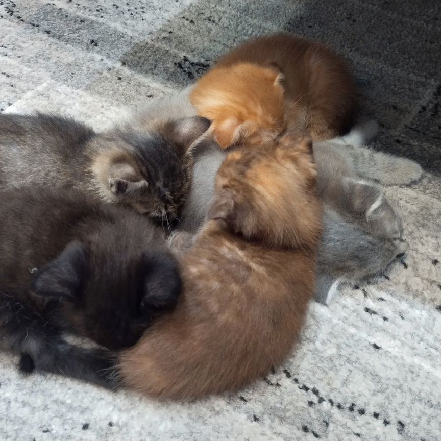 Котята в добрые руки даром бесплатно