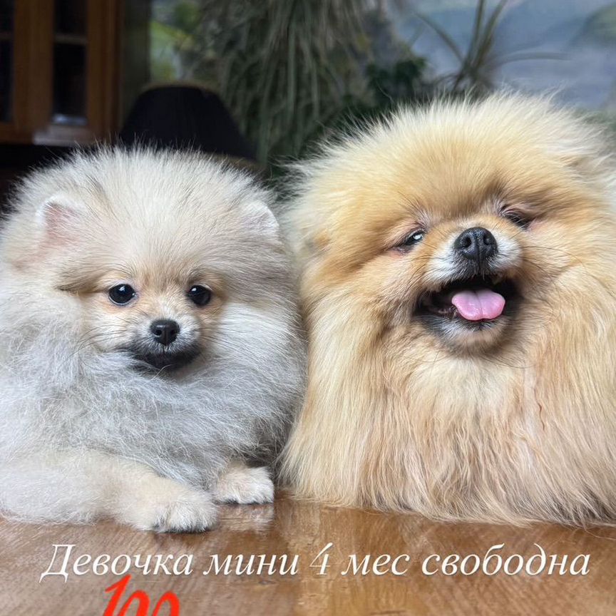 Мини шпиц девочка