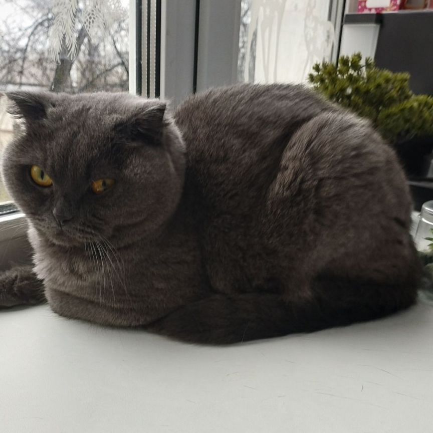 Шотландский прямоухий длинношёрстный кот, взрослый