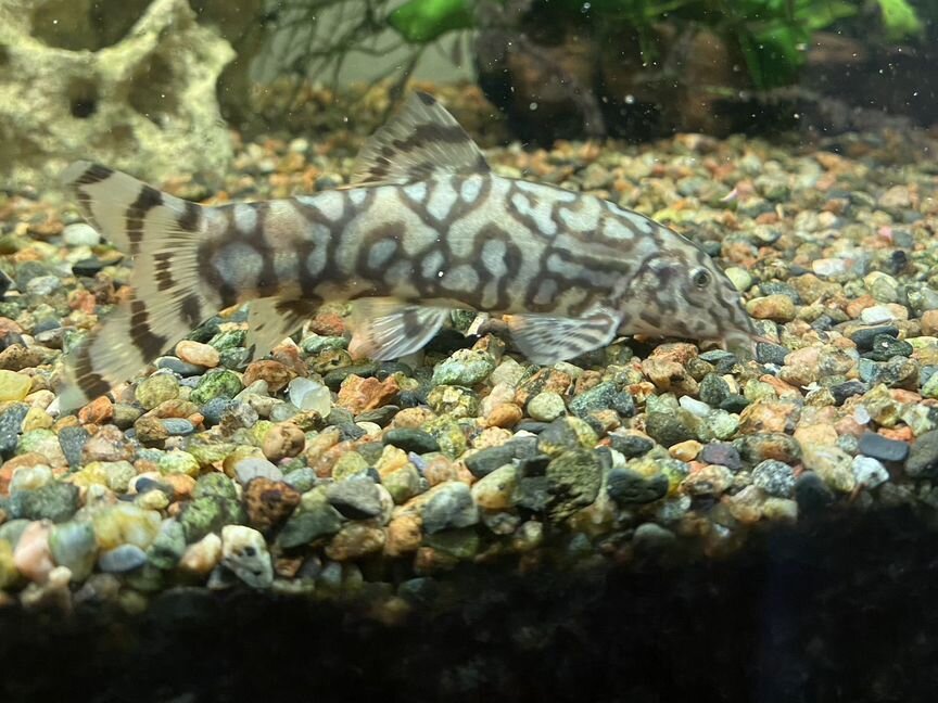 Боция мраморная