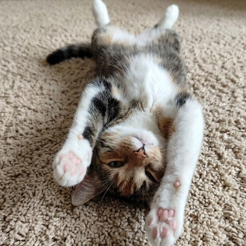 Котёнок в добрые руки