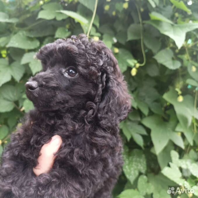 Той-пудель милейшие создание