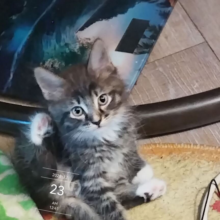 Котёнок в добрые руки