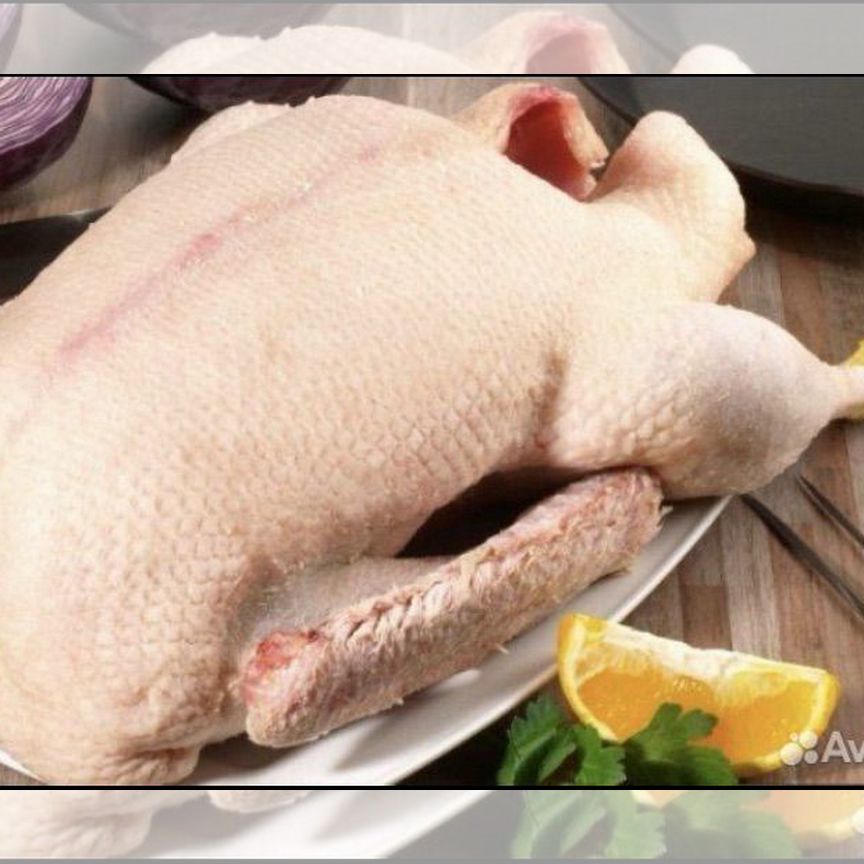 Продажа мясо гуся