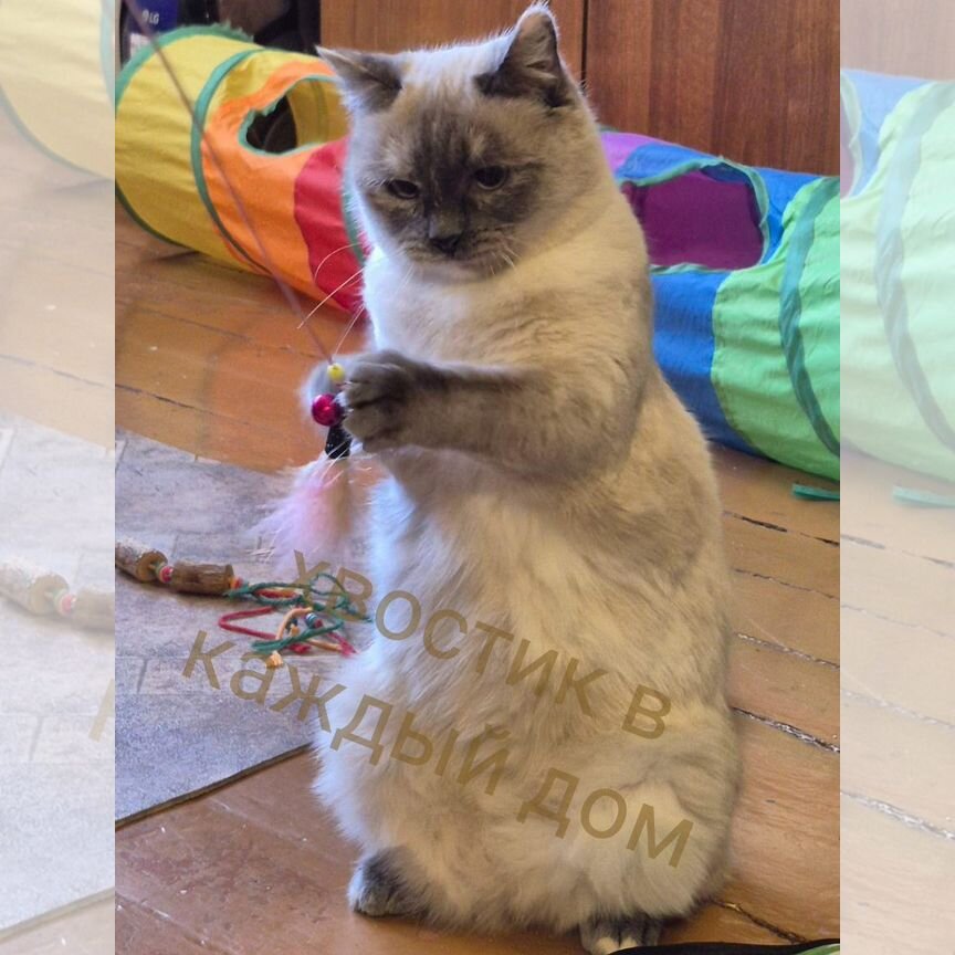 Взрослая, кошка в добрые руки