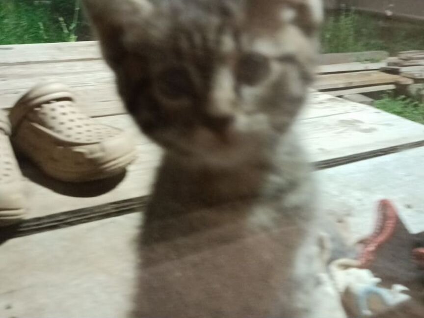 Кошка в дар бесплатно