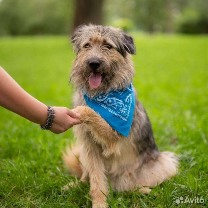 Добрая Собака Флипи бородатик Пушистик