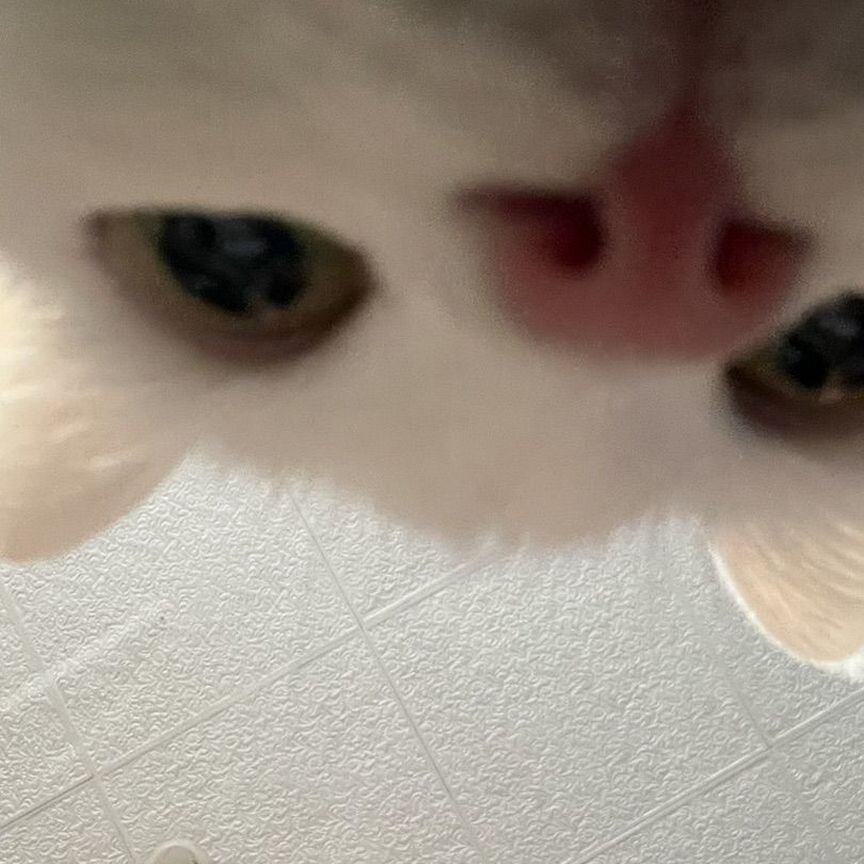 Женщина кошка