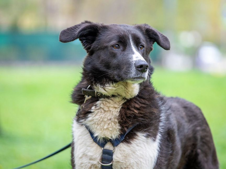 Собаки из приюта: Панди