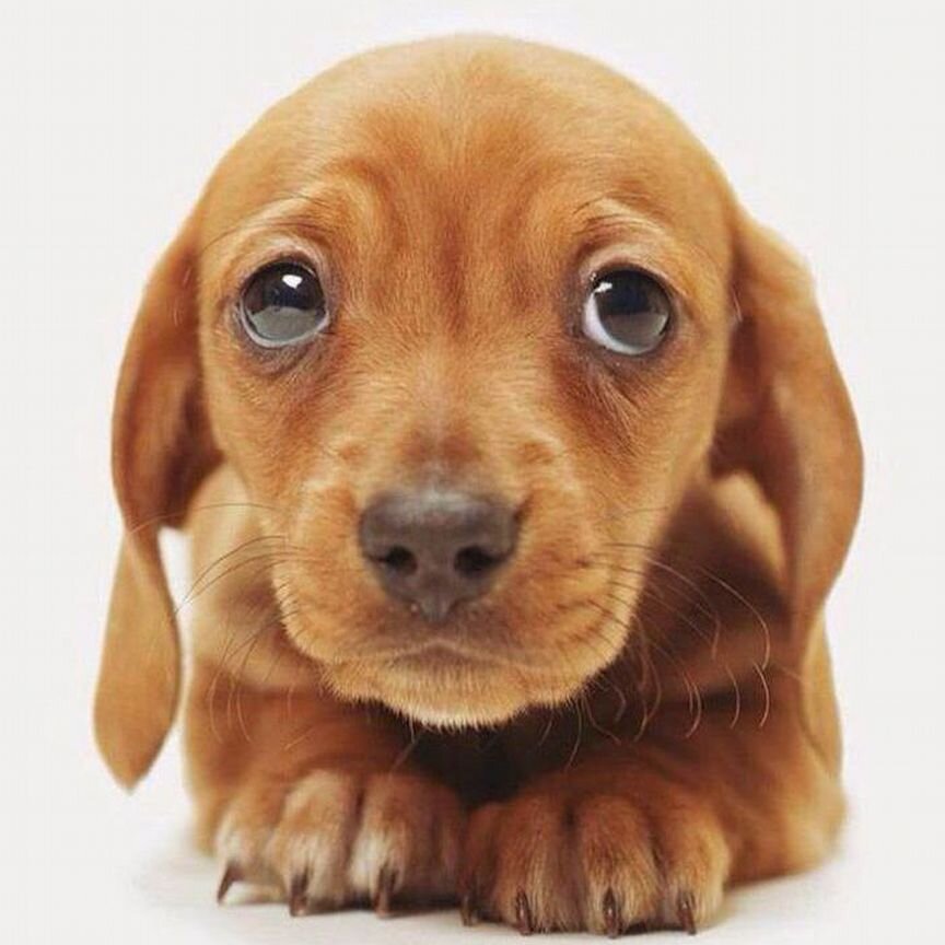 Такса, щенок