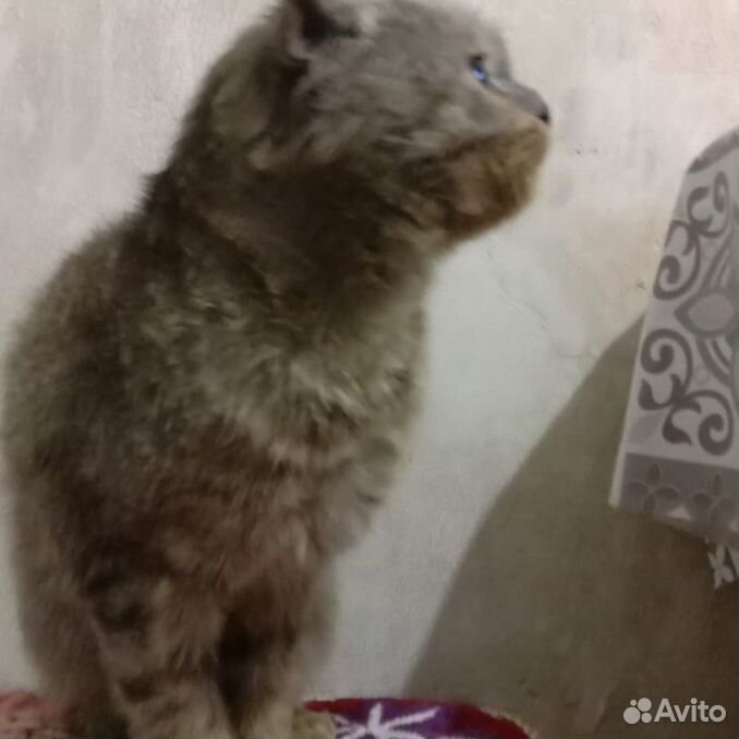 Лечение и новый дом коту