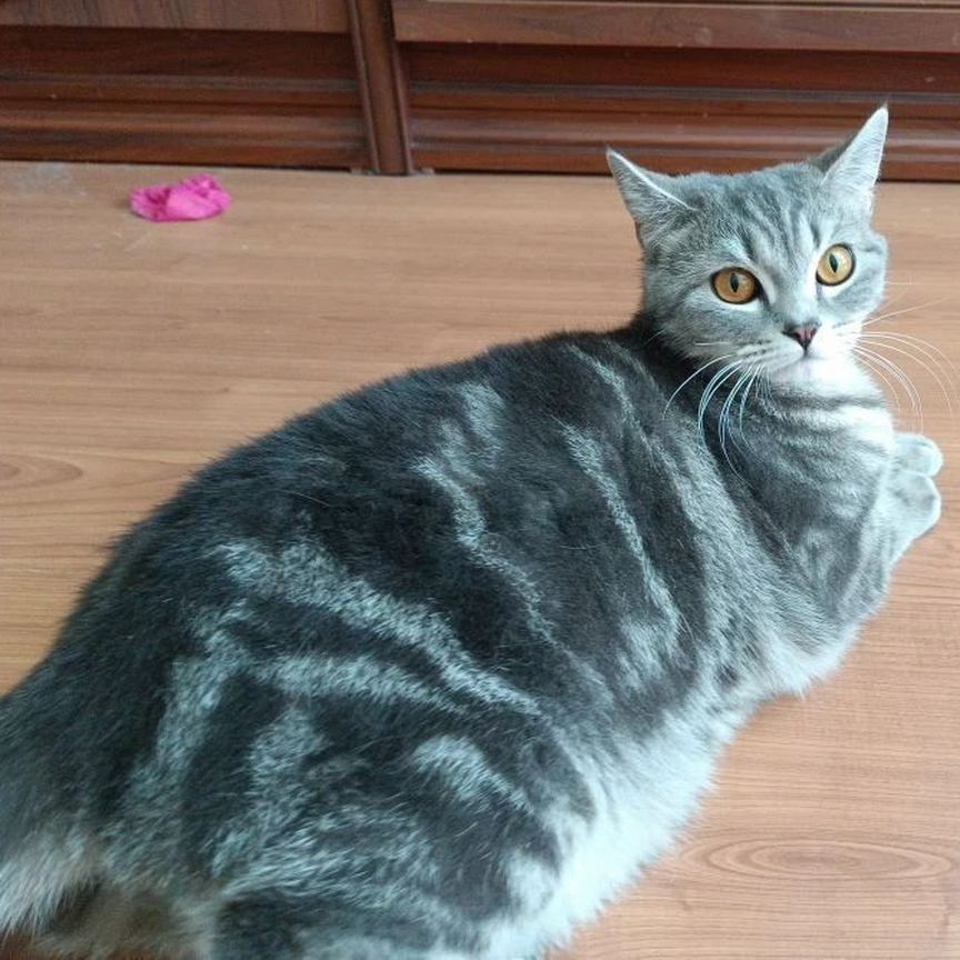 Шотландский вислоухий короткошёрстный котёнок