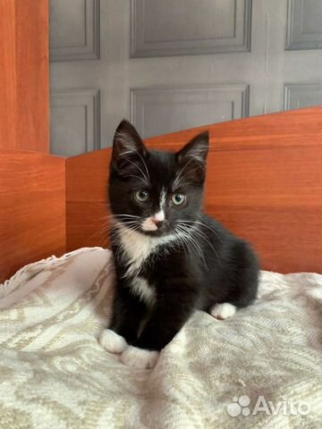 Котёнок бесплатно