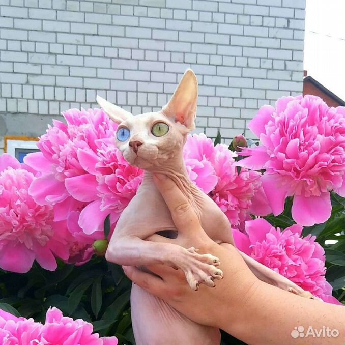 Разноглазая кошечка