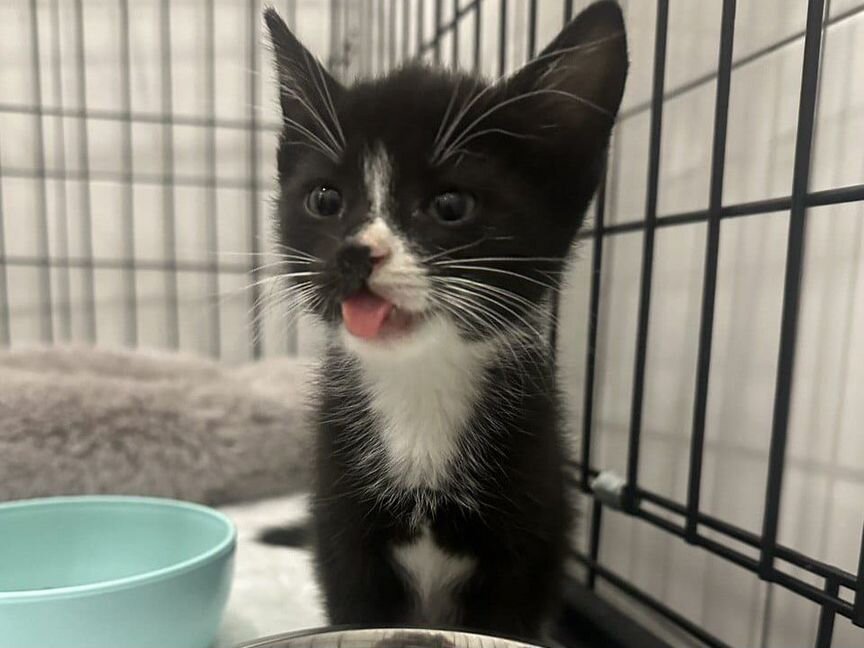 Котенок девочка