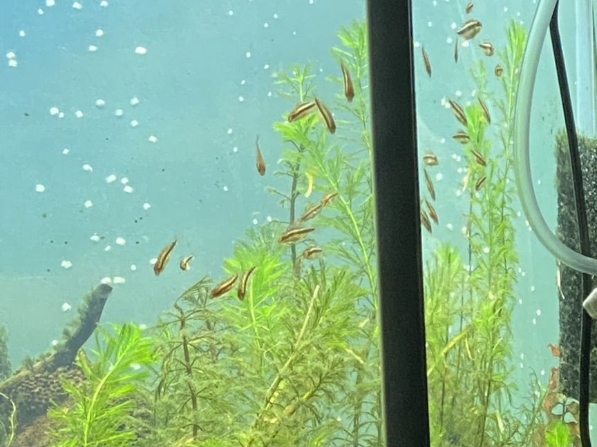 Пельвикахромис пульхера