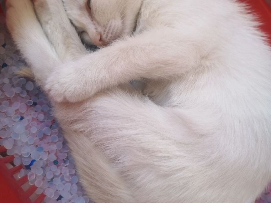 Кошка в дар бесплатно