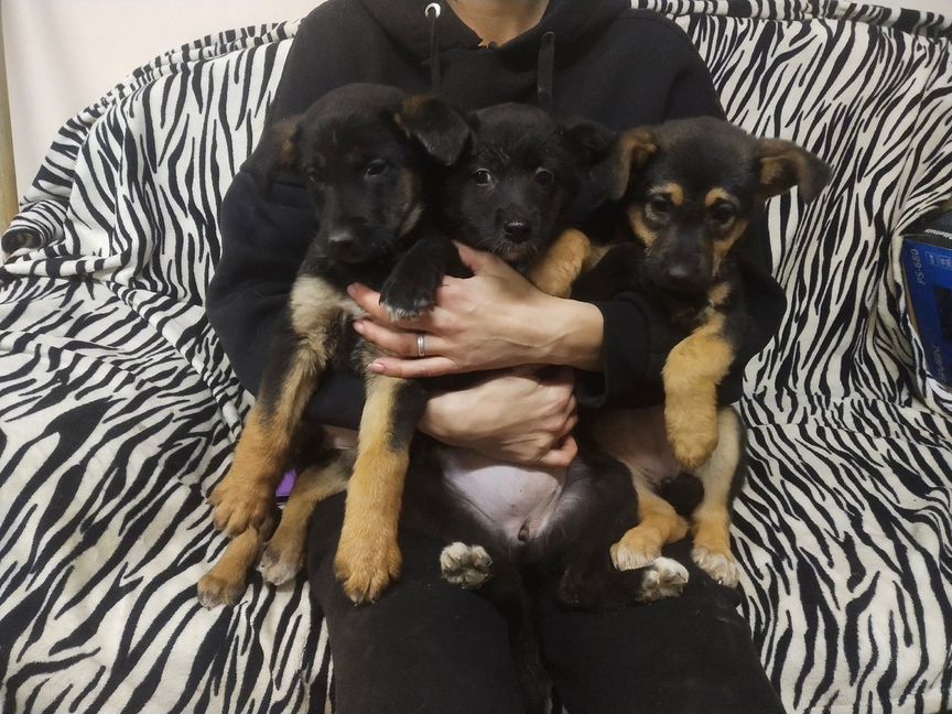 Три очаровательных щеночка