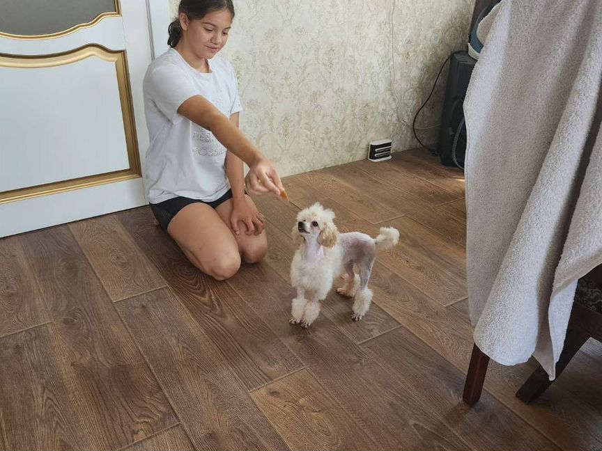 Вязка кобель пудель той