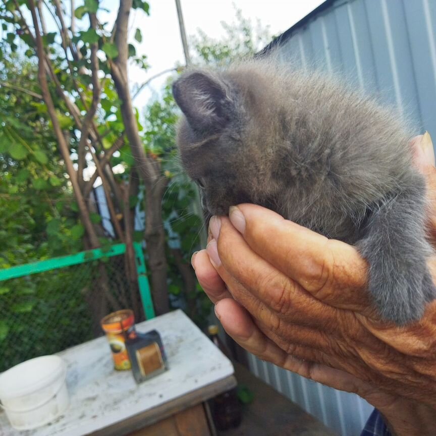 Котята ищут хозяев