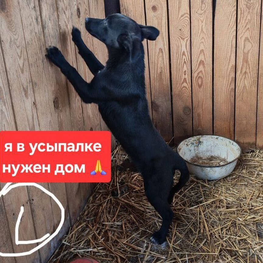 Взрослая собака в добрые руки