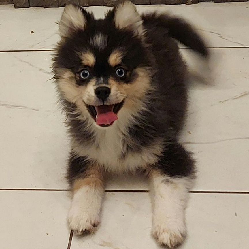 Помски, щенок