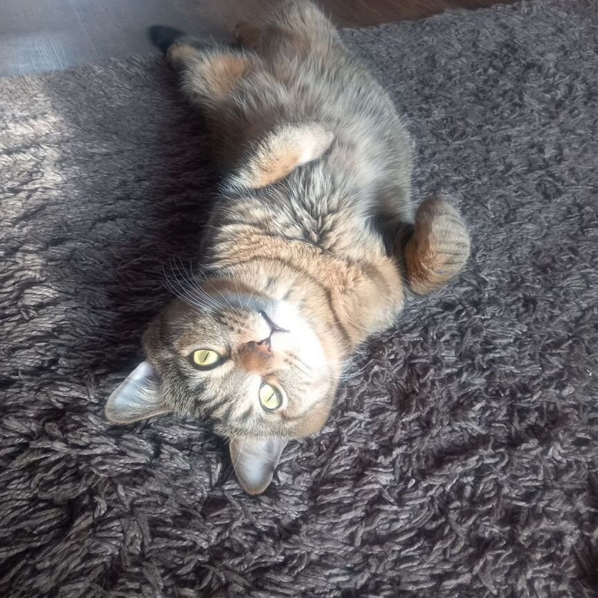 Отдам кота в добрые руки