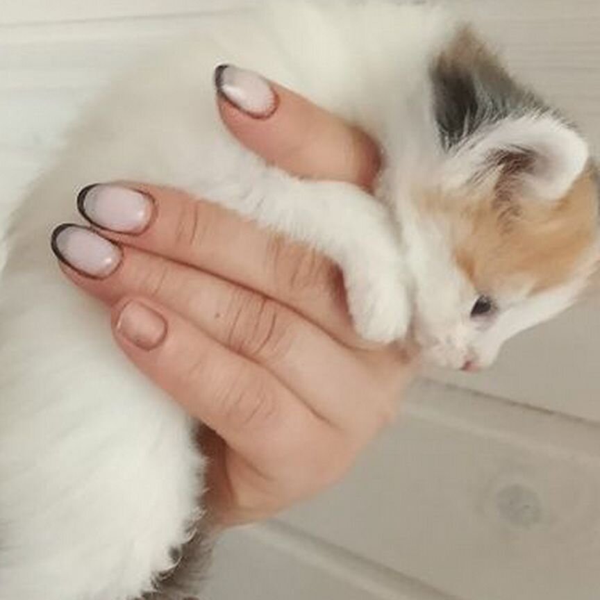 Сибирский котёнок