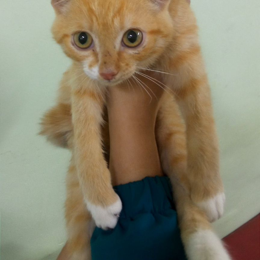 Апельсин котенок