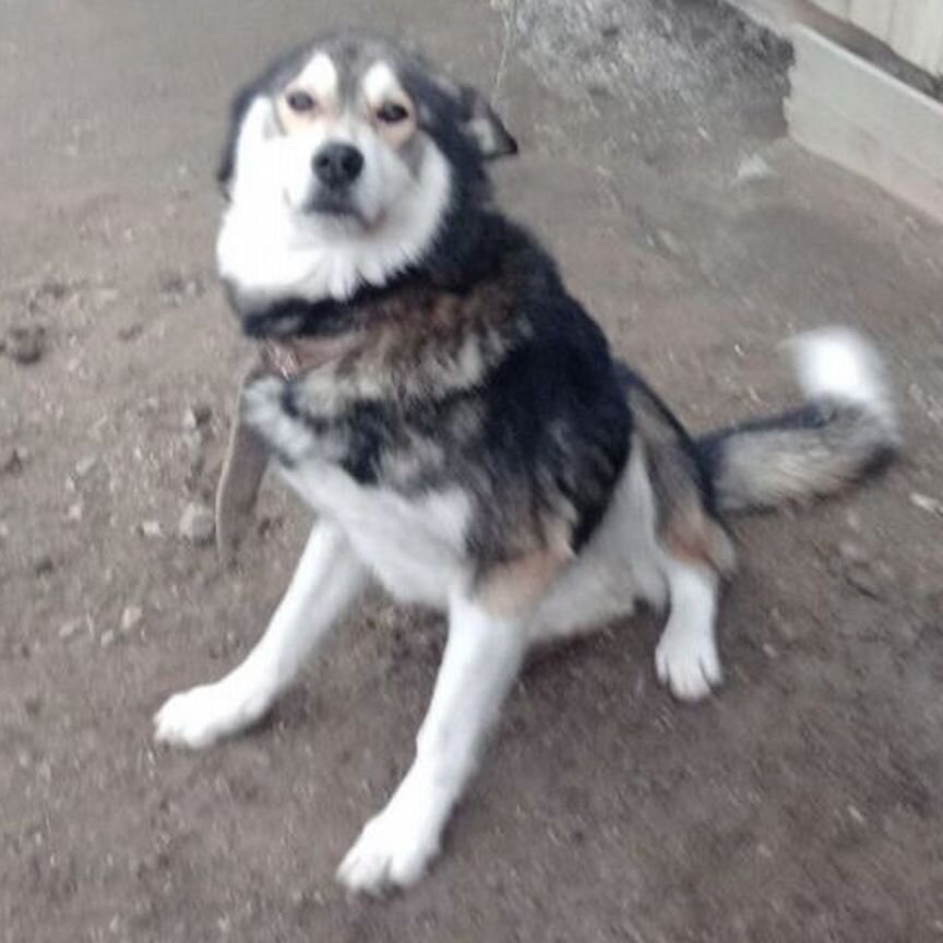 Лайка, взрослый пёс