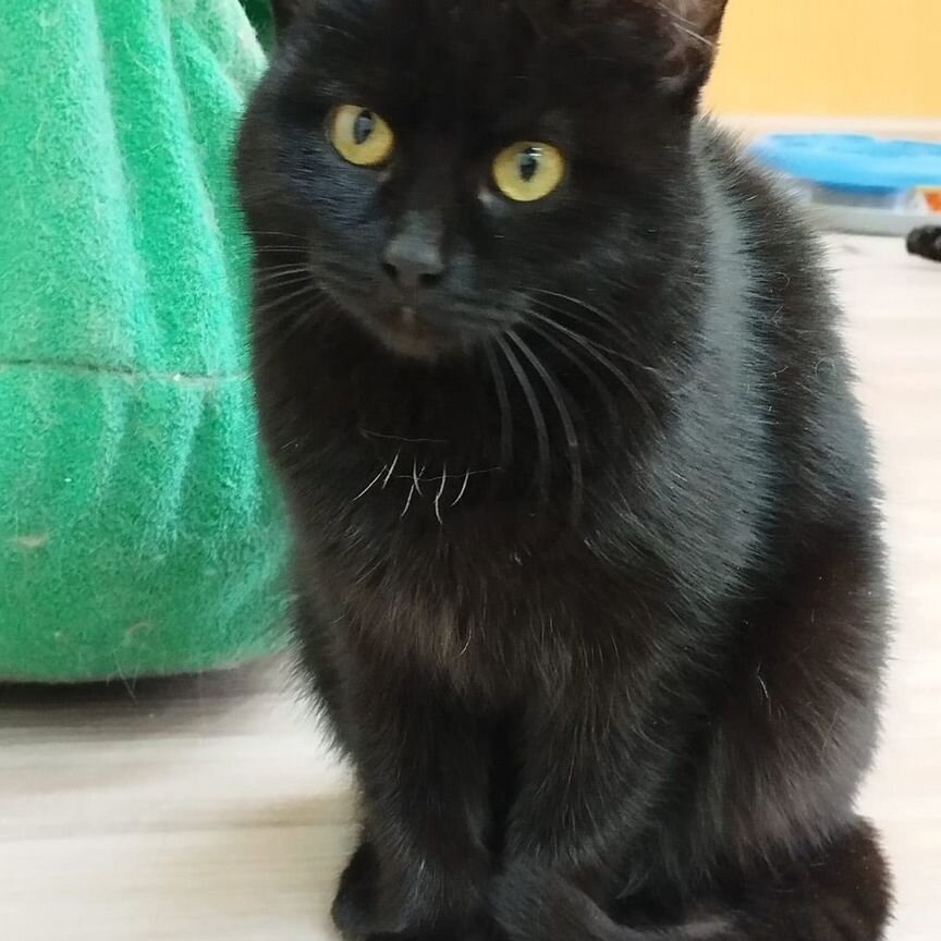 Кошечка Марта
