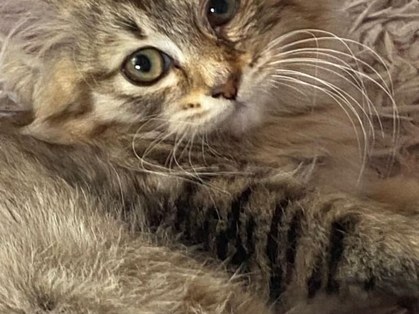 Сибирская красавица