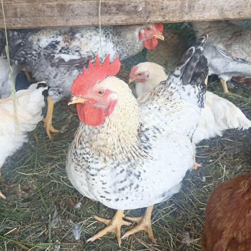 Продам петуха
