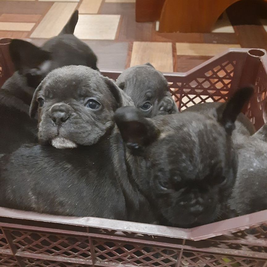 Французский бульдог, щенок