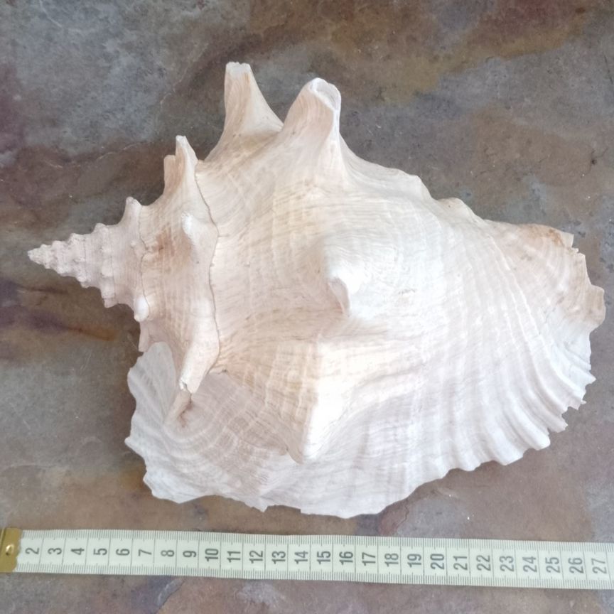 Ракушка большая