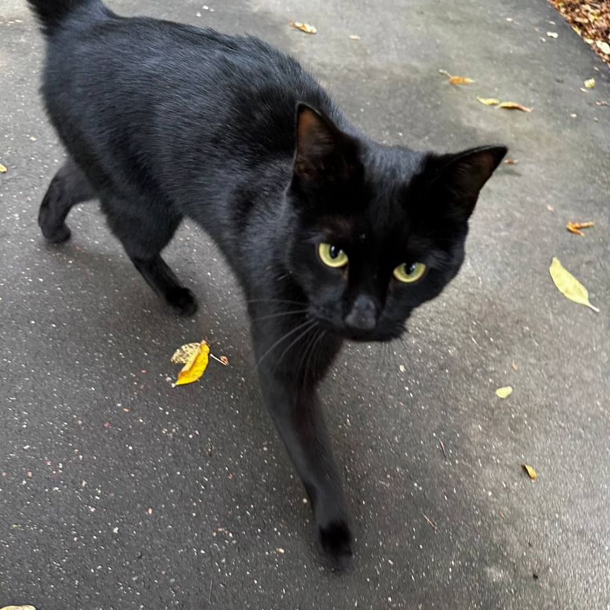 Красивый молодой котик в добрые руки