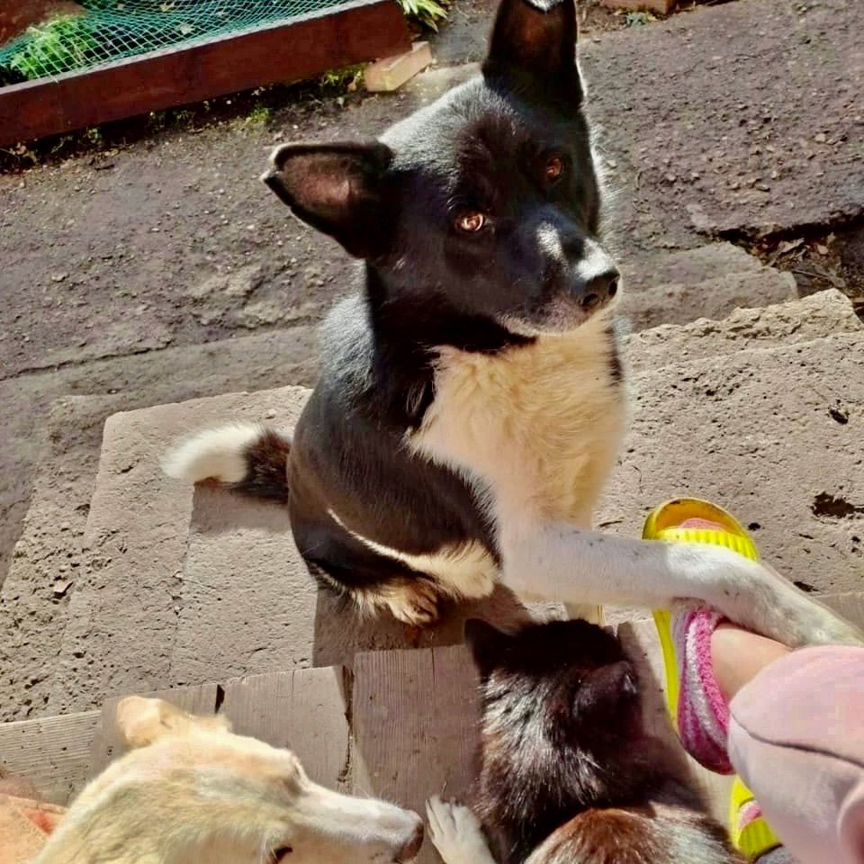 Отличный охранник Форик ищет дом